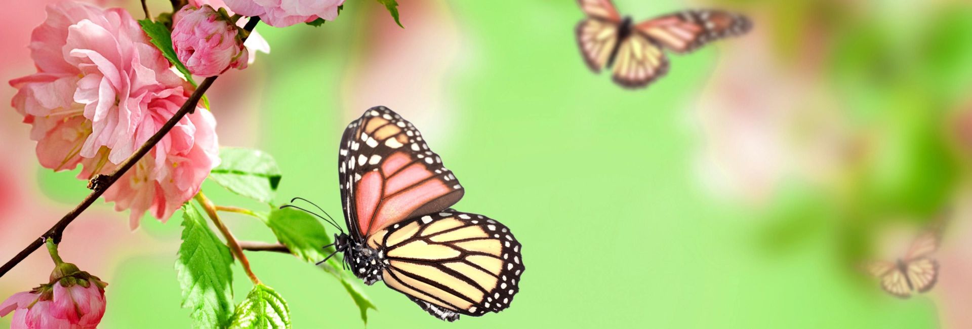 Radient Rocks – Just another WordPress site