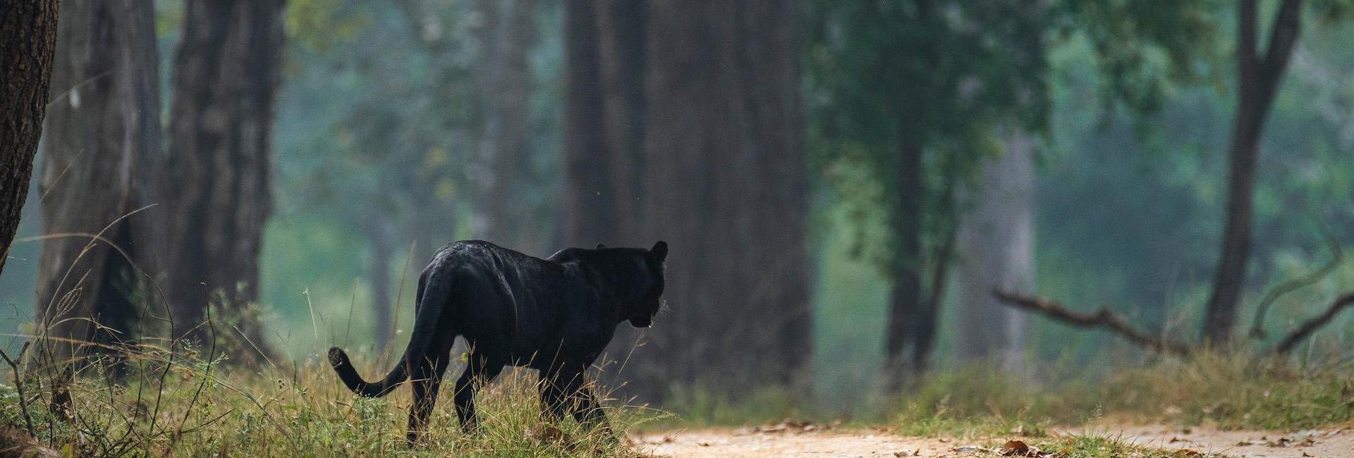 Radient Rocks – Just another WordPress site